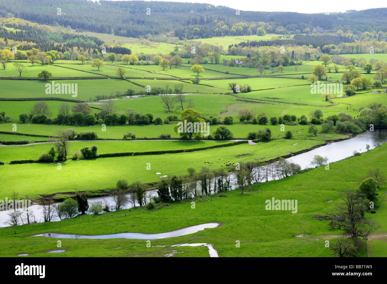 River Towy and Tywi Valley in Spring llandeilo Carmarthenshire Wales ...