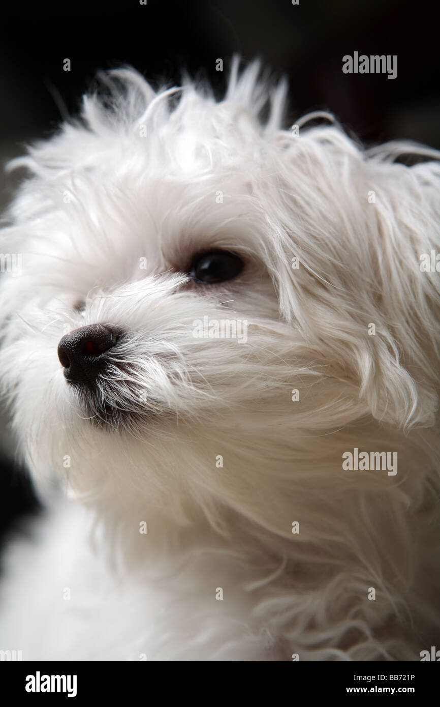Little White Dog Stock Photo - Alamy