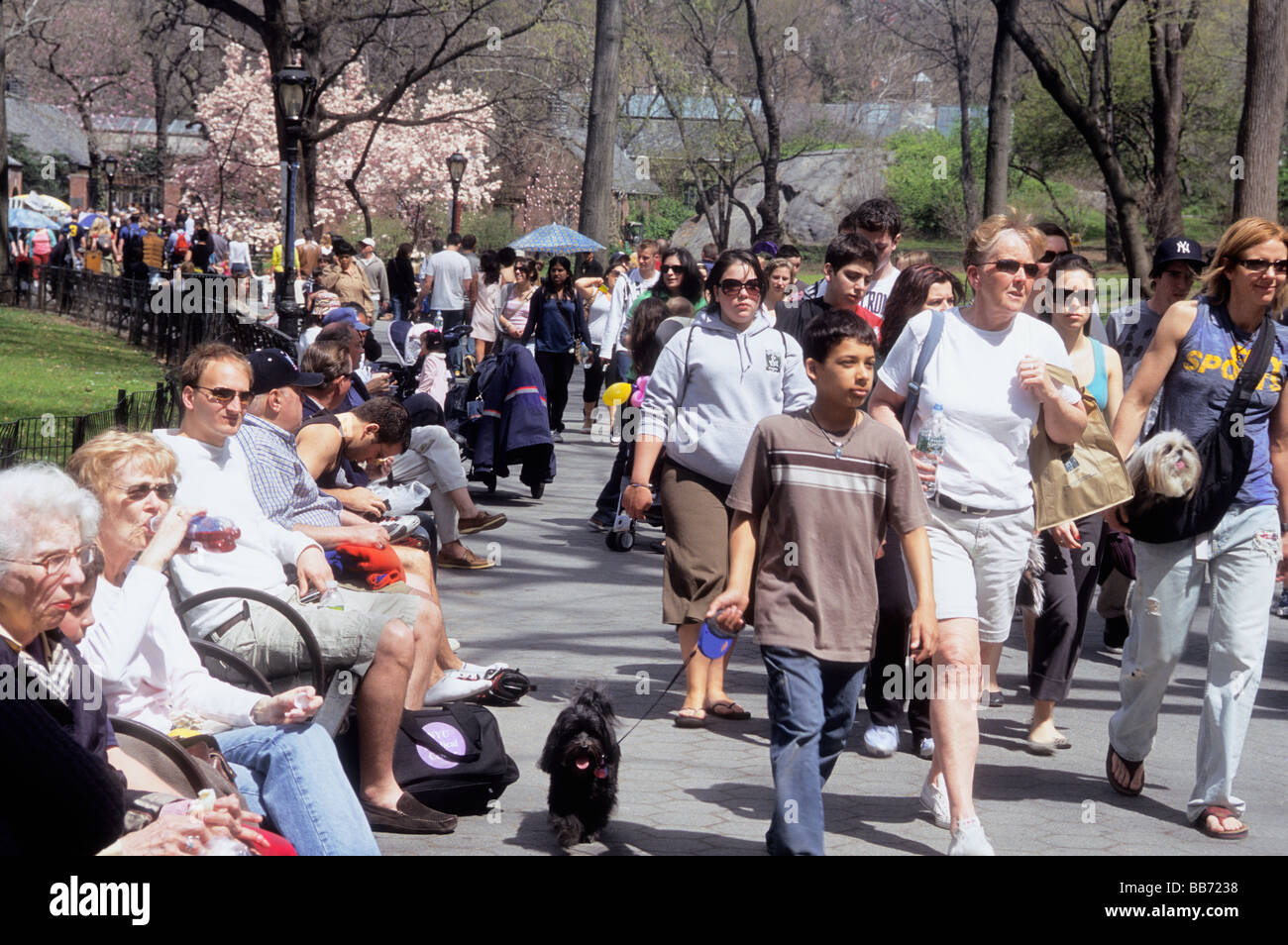 Central Park Conservancy spring day. Crowd walking in Central Park New ...