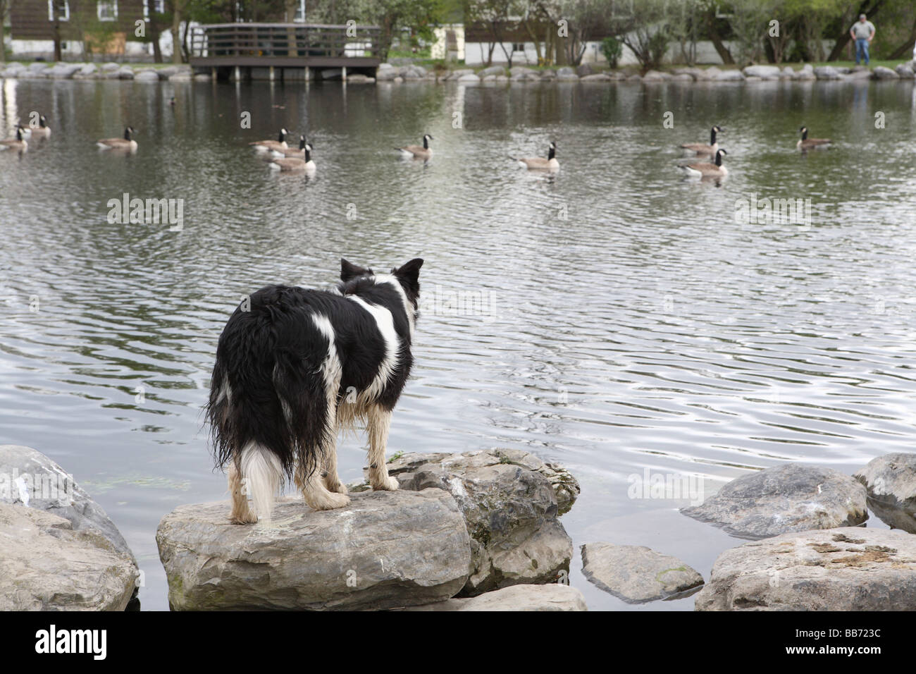 Dog watching duck pond Stock Photo - Alamy