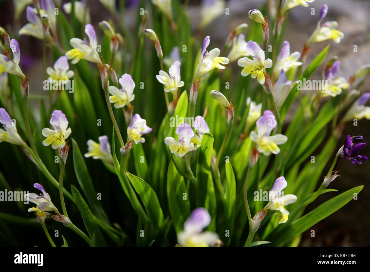 Harlequin Flower or Sparaxis, Sparaxis variegata syn Synnotia variegata ...