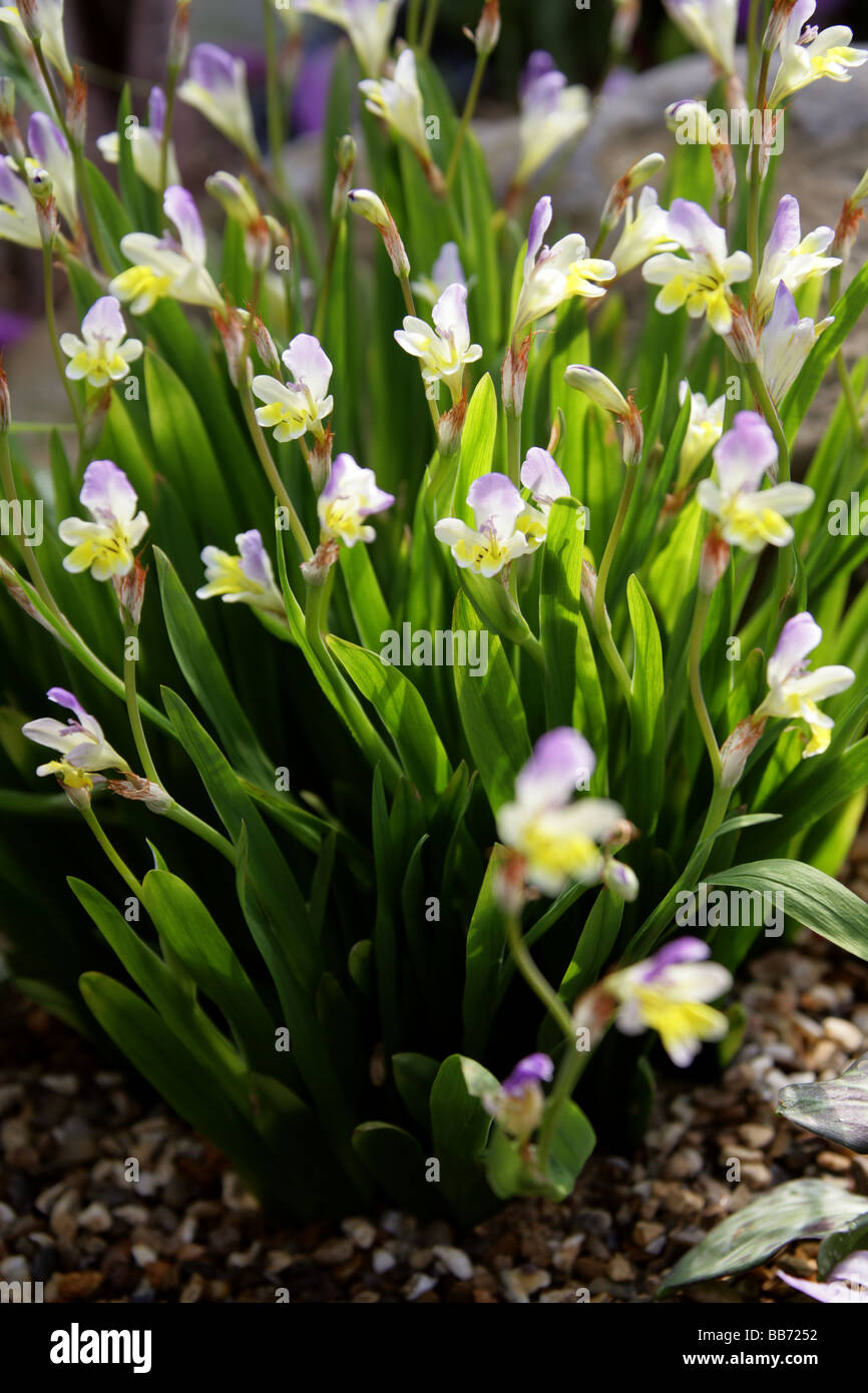 Harlequin Flower or Sparaxis, Sparaxis variegata syn Synnotia variegata ...
