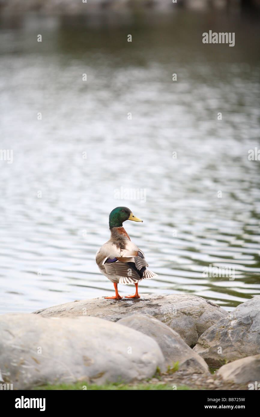 Mallard duck habitat hi-res stock photography and images - Alamy