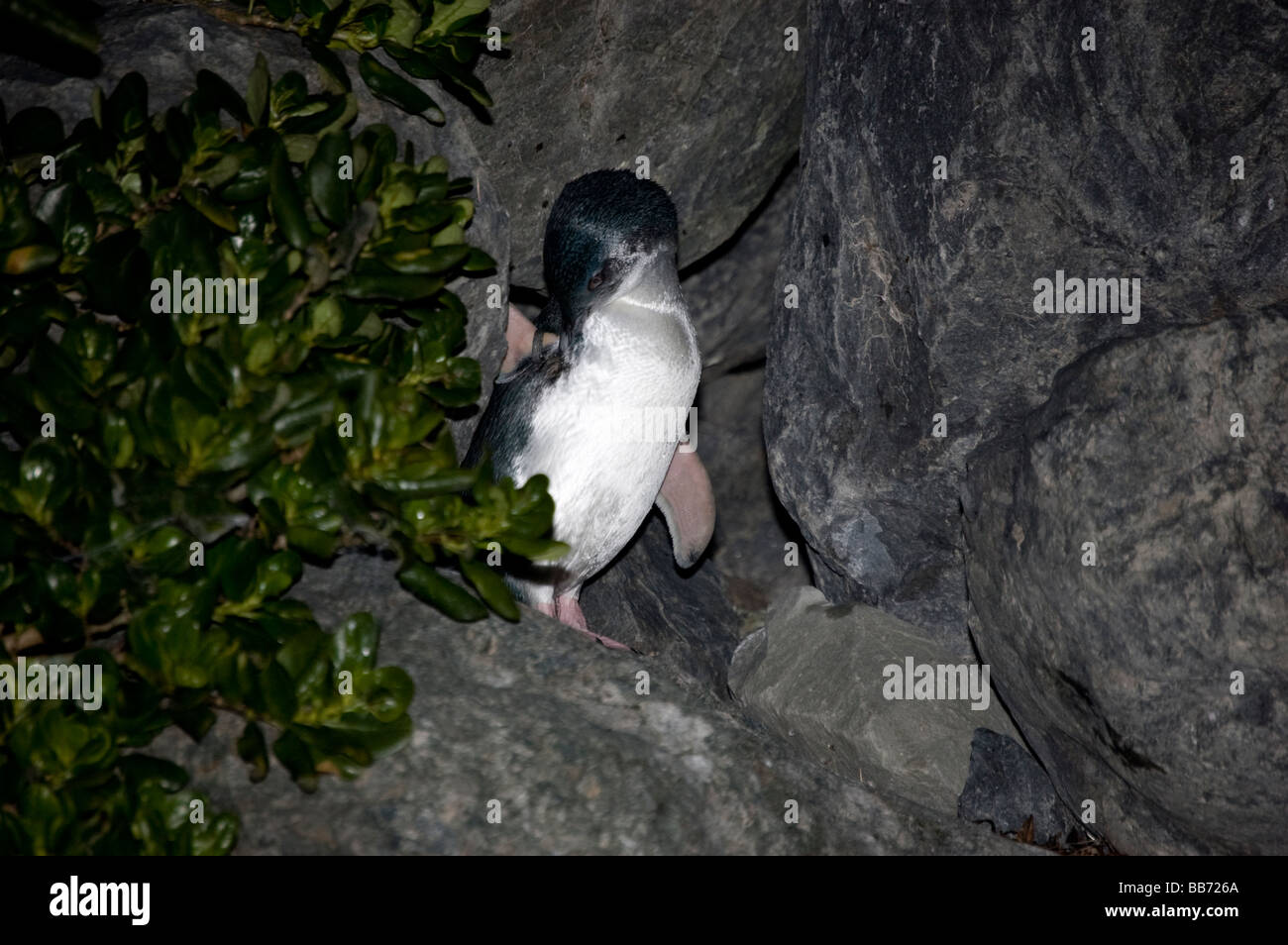 Blue Penguin (Eudyptula minor) Korora Kaikoura New Zealand Stock Photo ...
