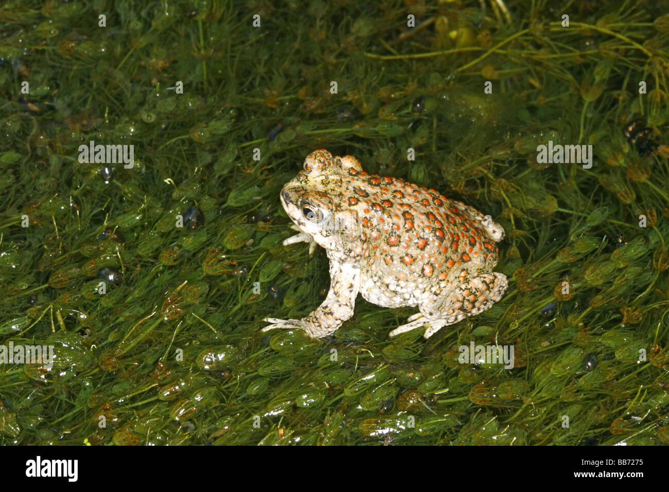 Red-spotted Toad Bufo punctatus Anza Borrego Desert State Park ...