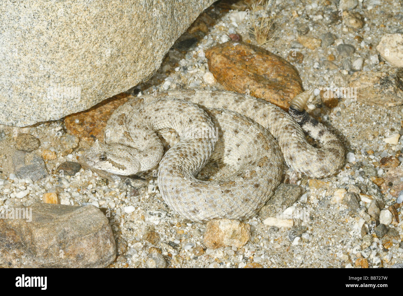 Ground rattlesnake hi-res stock photography and images - Alamy