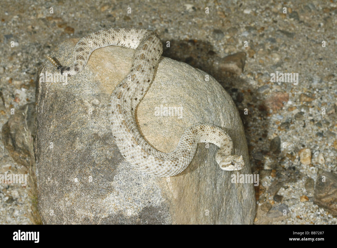 Ground rattlesnake hi-res stock photography and images - Alamy