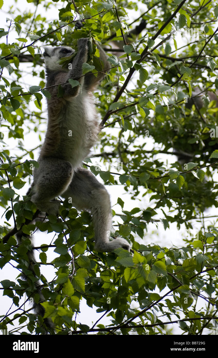 Ring-tailed lemur (lemur catta) foraging Stock Photo - Alamy