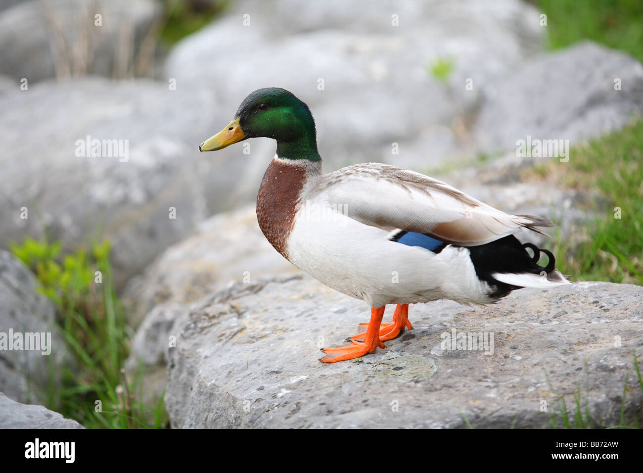 Male Mallard Duck Stock Photo - Alamy
