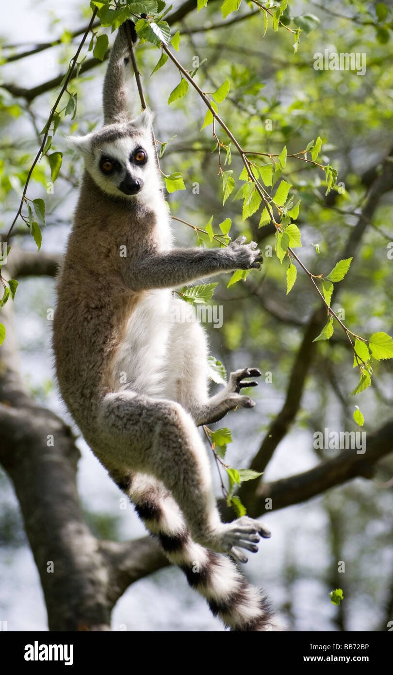 Ring-tailed lemur (lemur catta) foraging Stock Photo - Alamy