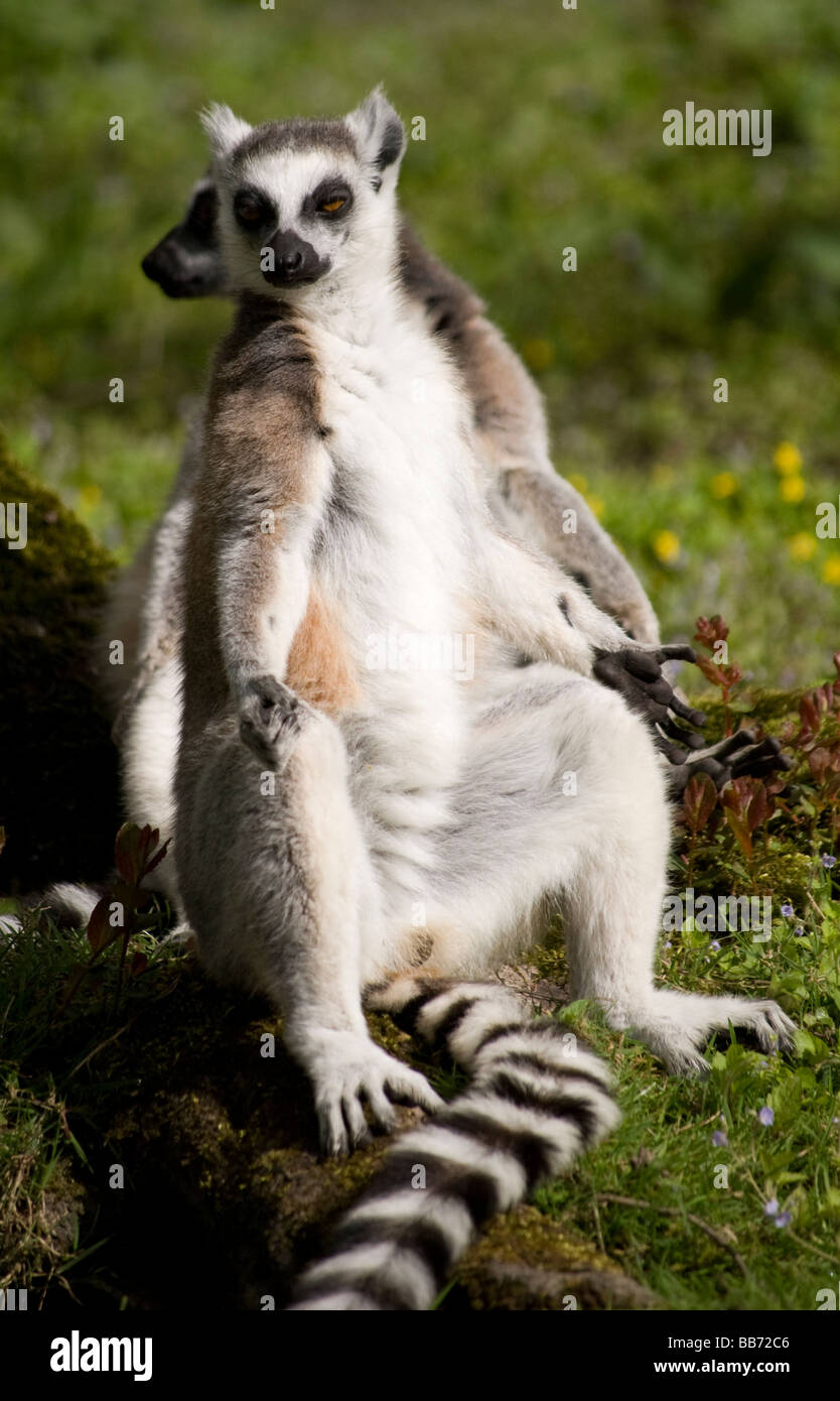 Ring-tailed lemur (lemur catta) sun bathing Stock Photo - Alamy