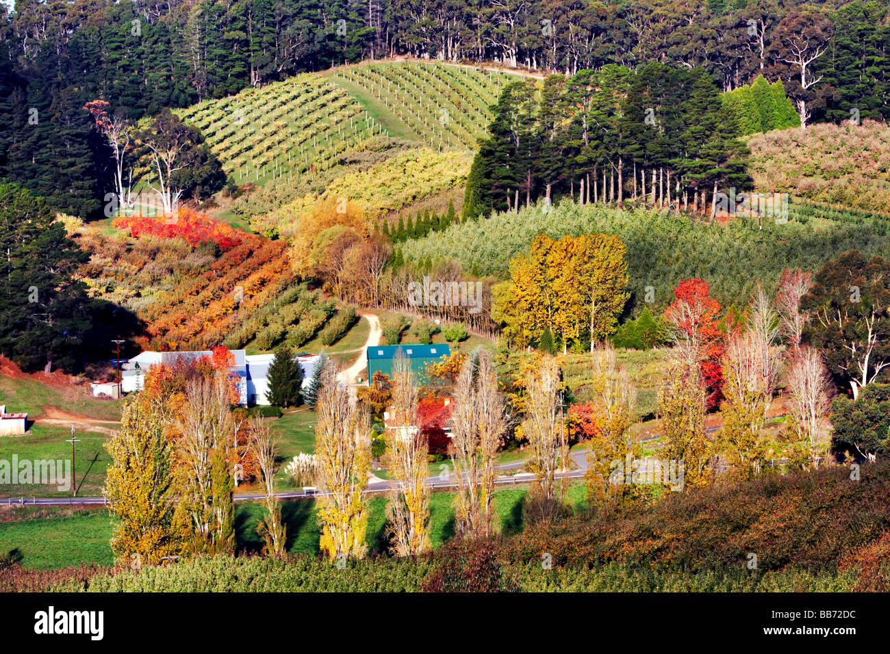 Vineyards at Forest Range in the Mount Lofty Ranges South Australia ...