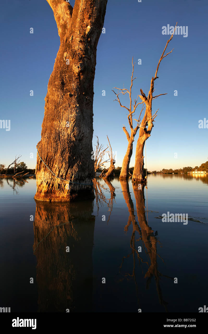 Murray River Lagoon Renmark Riverland South Australia Stock Photo - Alamy
