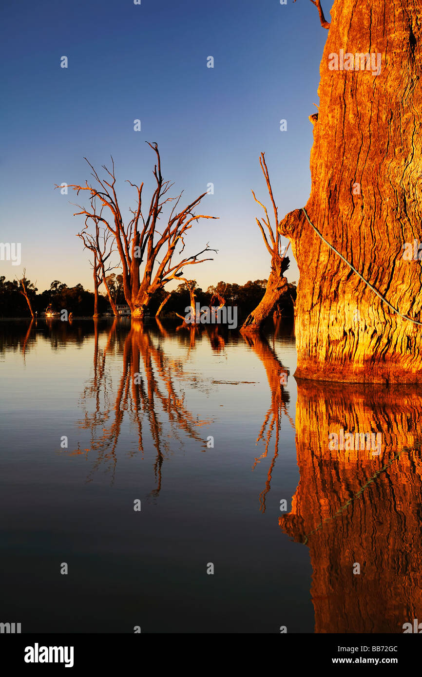 Murray River Lagoon Renmark Riverland South Australia Stock Photo - Alamy