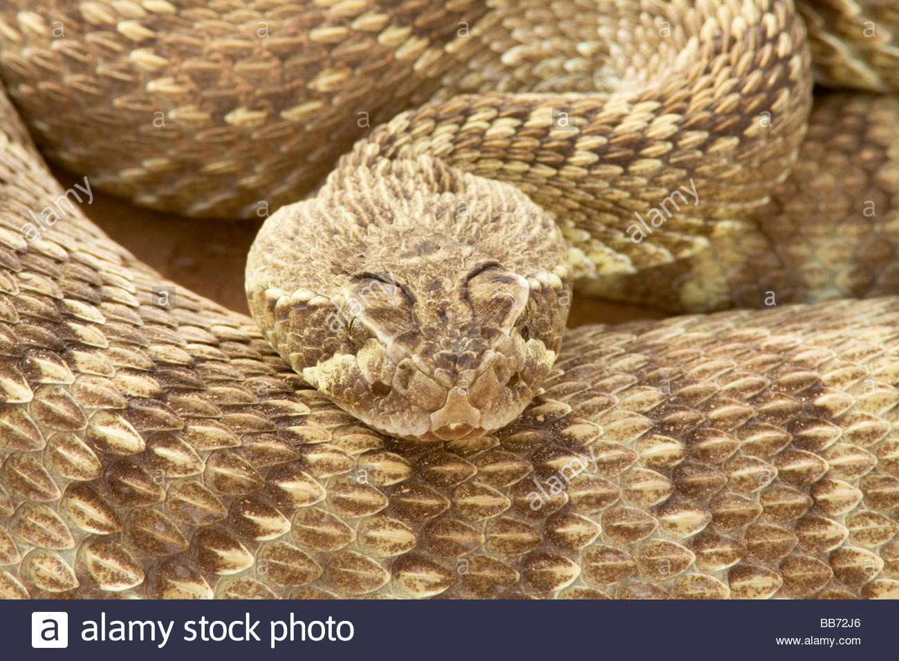Crotalus Scutulatus High Resolution Stock Photography and Images - Alamy
