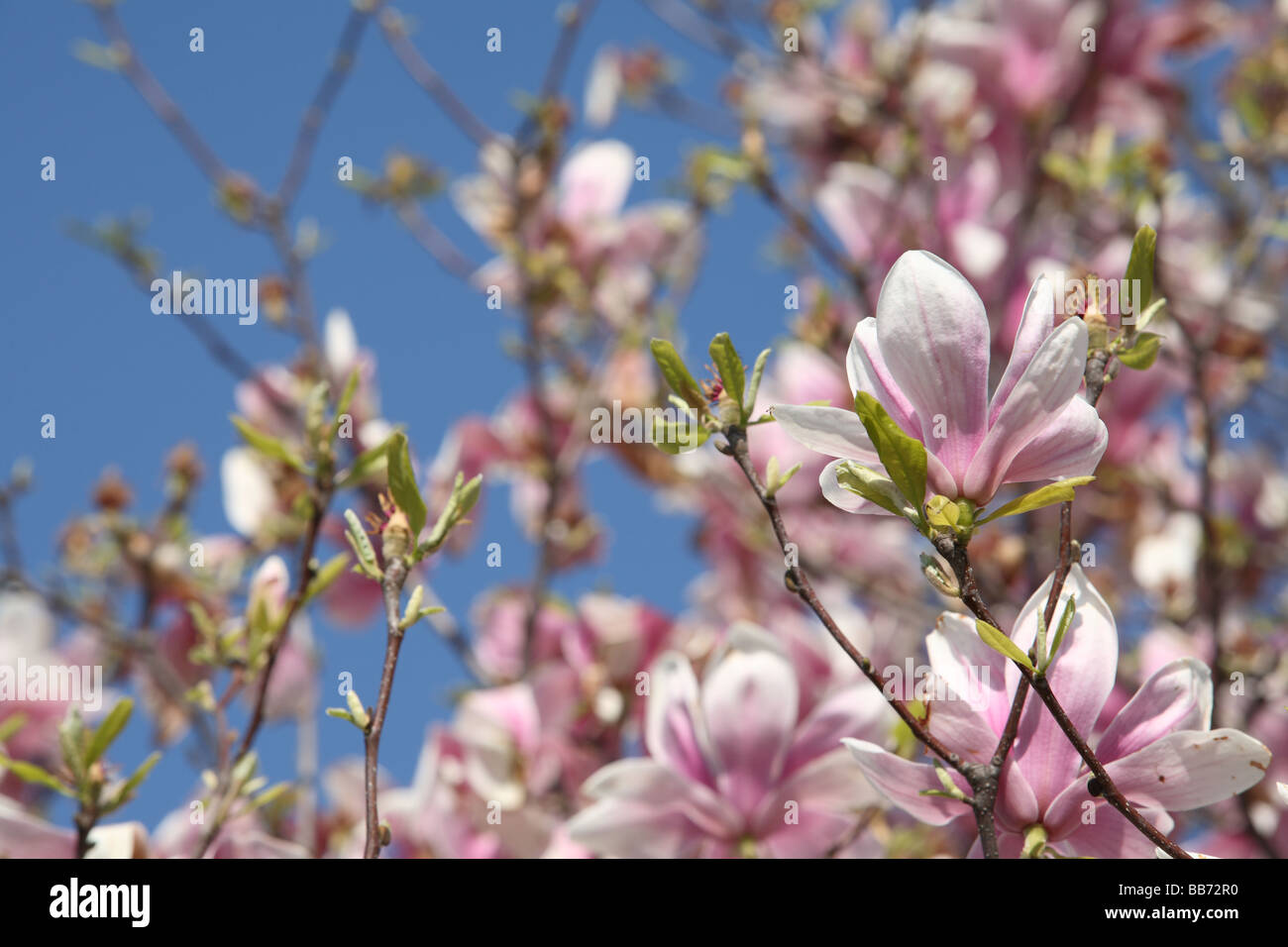 Cherry Blossom Tree Branch Stock Photo - Alamy