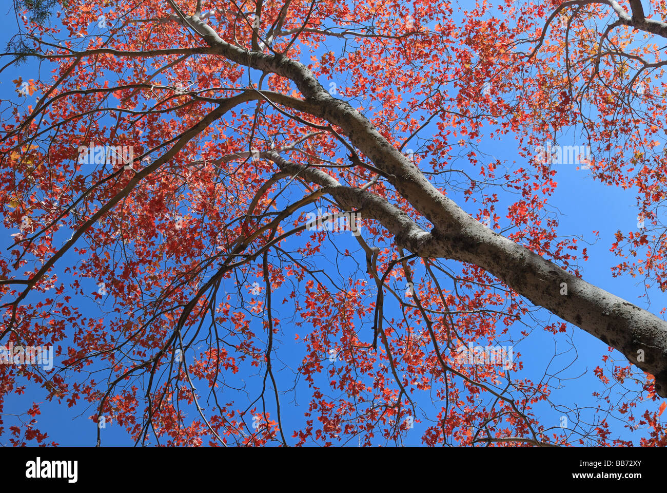 Overhanging branches of colorful maple leaves in Zion national Park ...