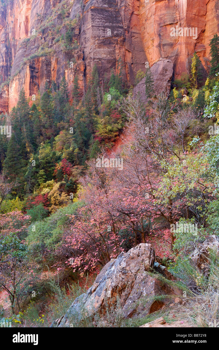 Colorful fall foliage in the canyon at Zion national park Utah Stock ...