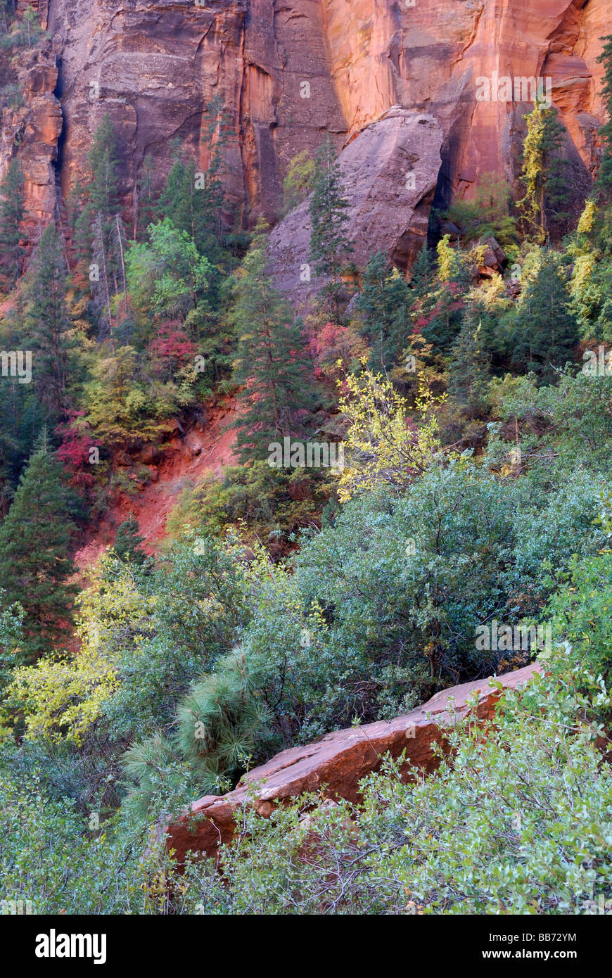 Colorful fall foliage in the canyon at Zion national park Utah Stock ...