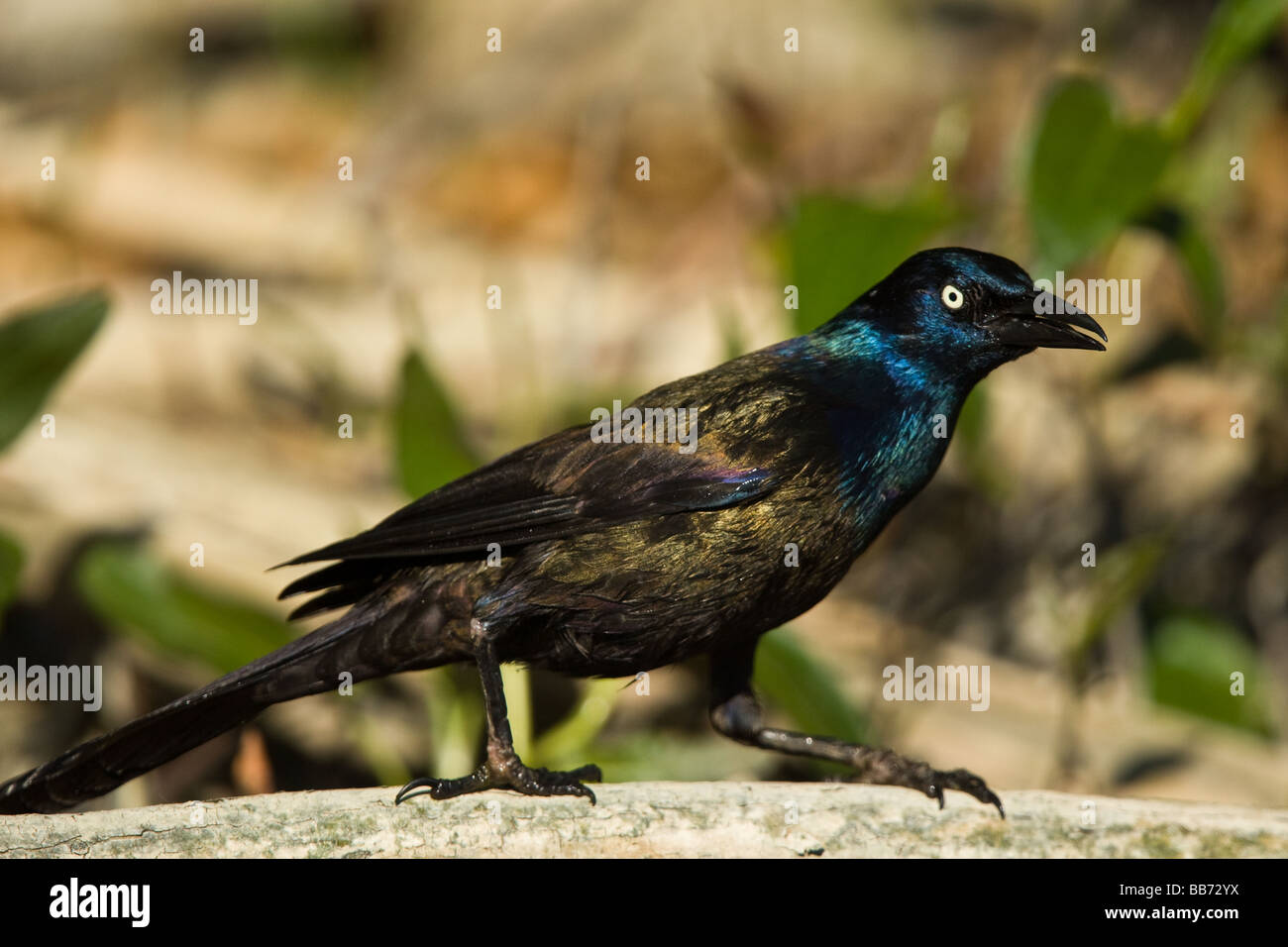 Common Grackle at the Scioto River in Powell Ohio Stock Photo - Alamy