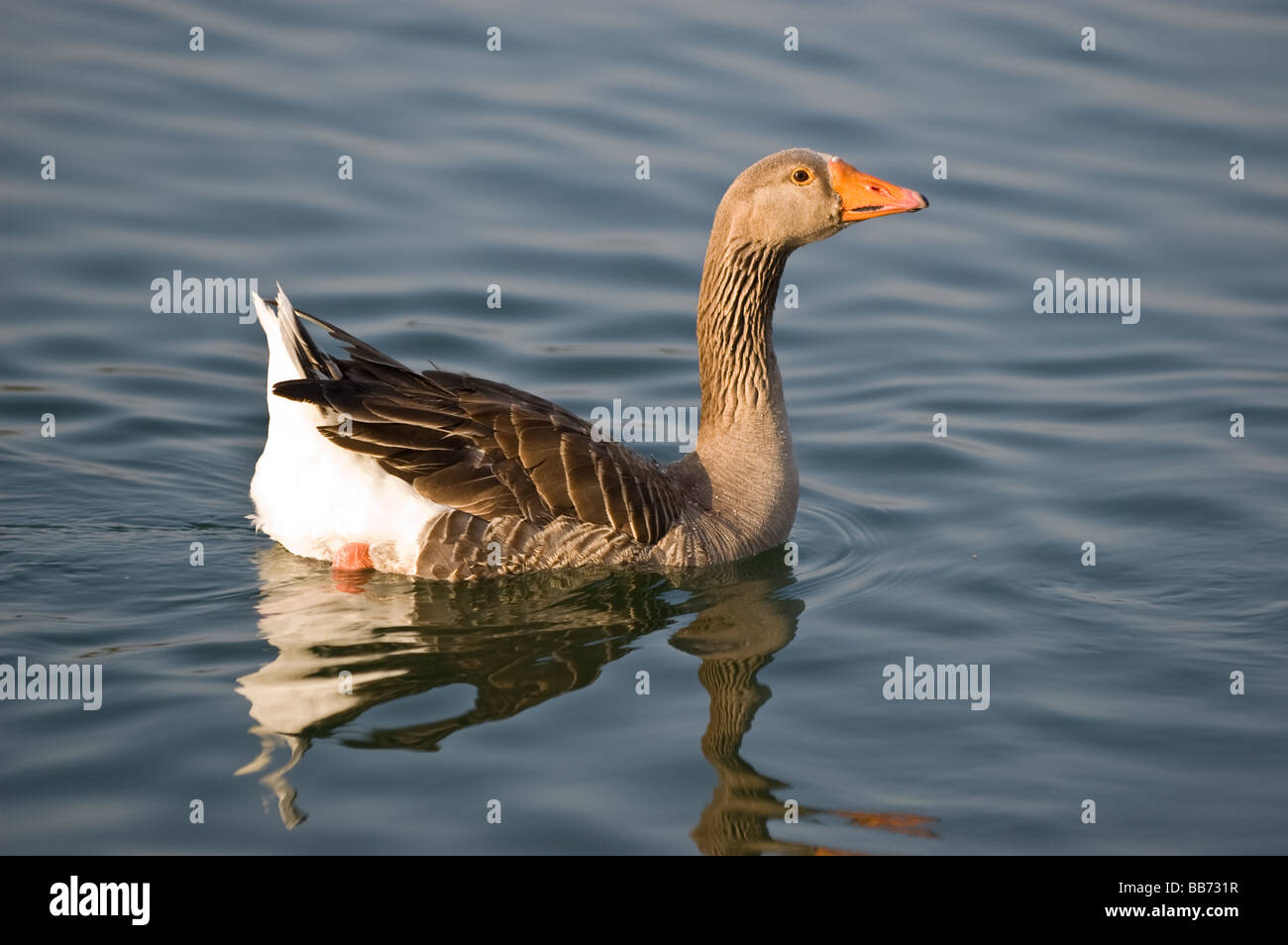 A goose floating on a lake at the Renaissance Pleasure faire Stock ...