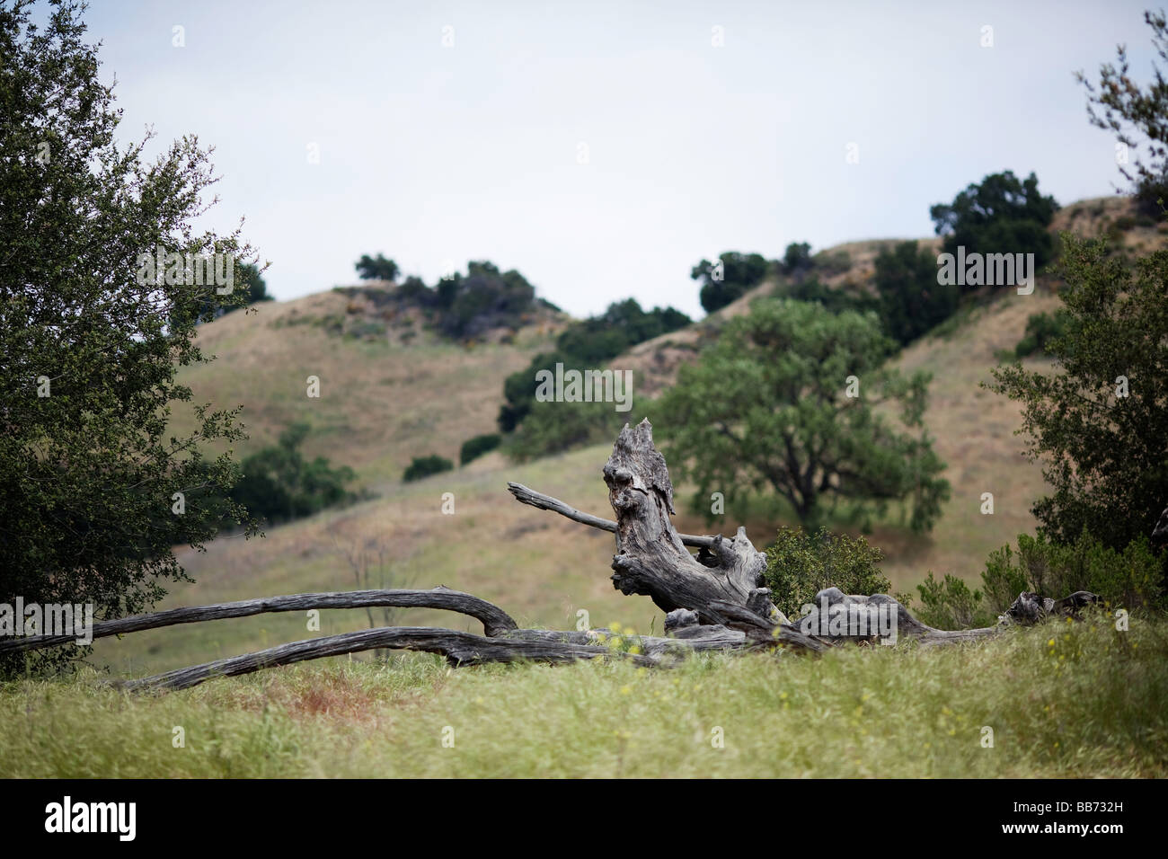 Rotted Tree Malibu Creek State Park Calabasas Los Angeles LA Stock ...
