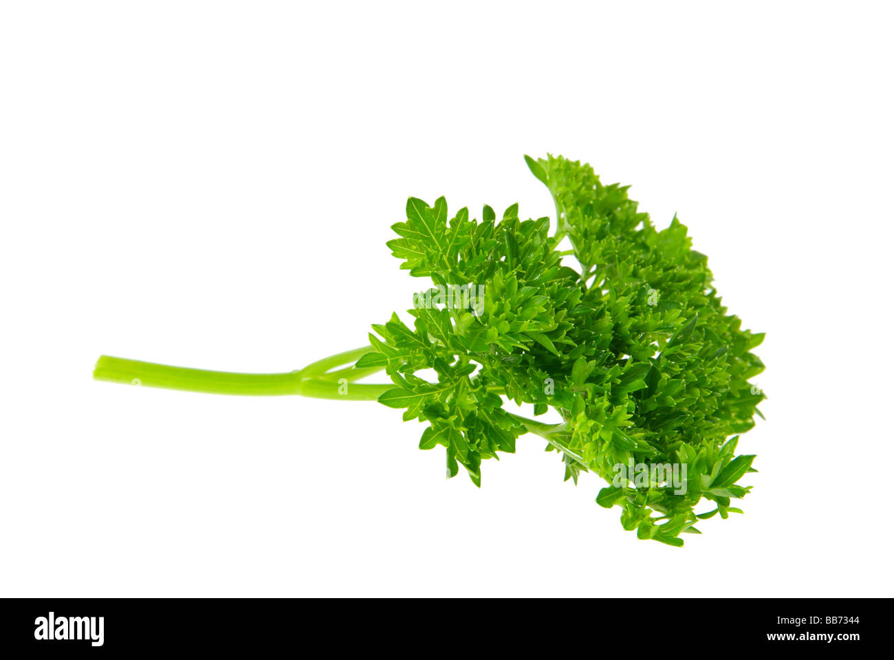 Petersilienbund Stock Photos & Petersilienbund Stock Images - Alamy