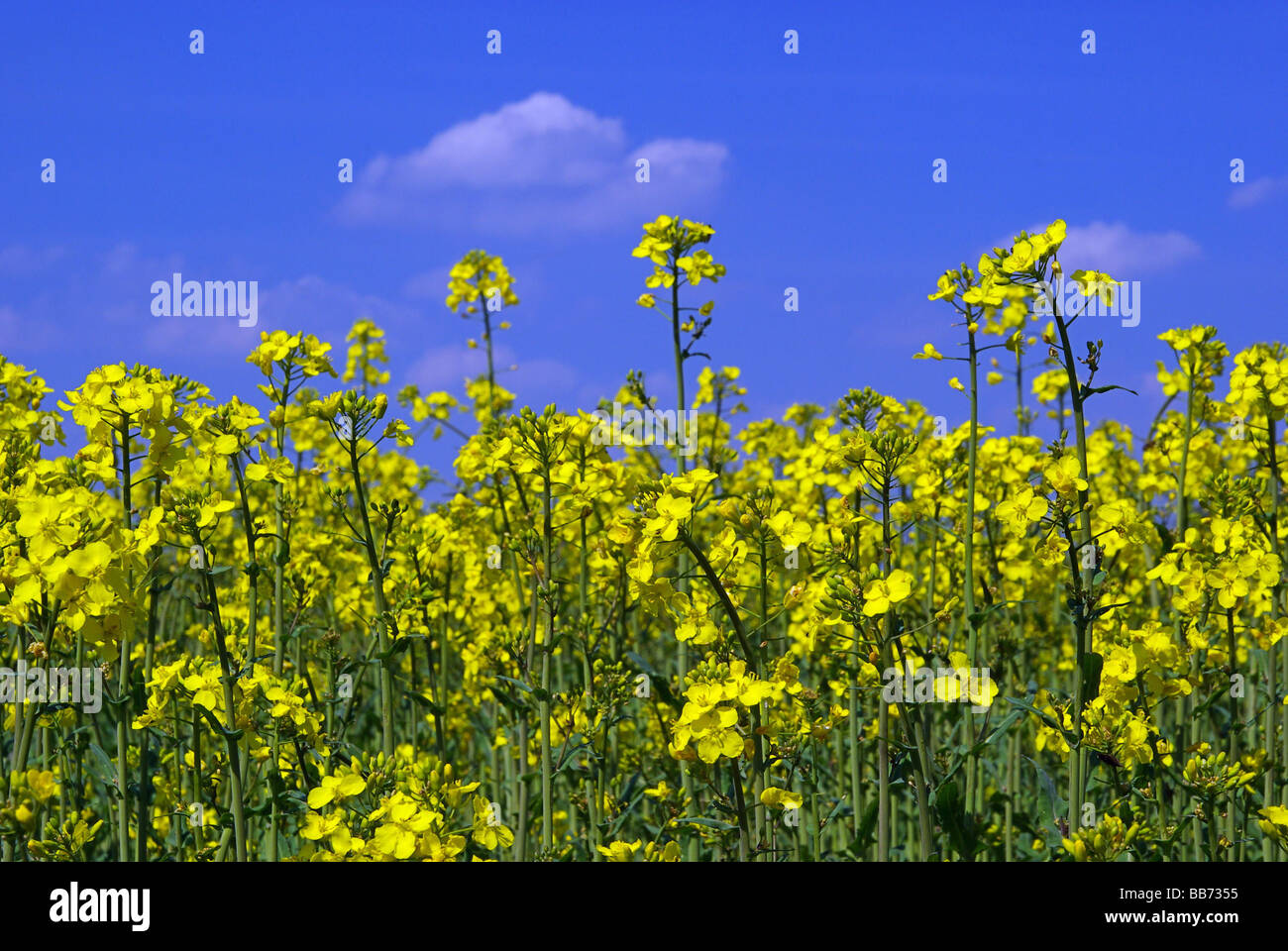 Raps Rapeseed 14 Stock Photo - Alamy