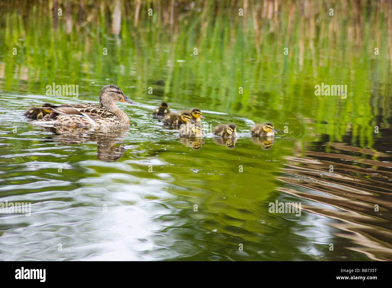 Duck with Ducklings in the lake Stock Photo - Alamy