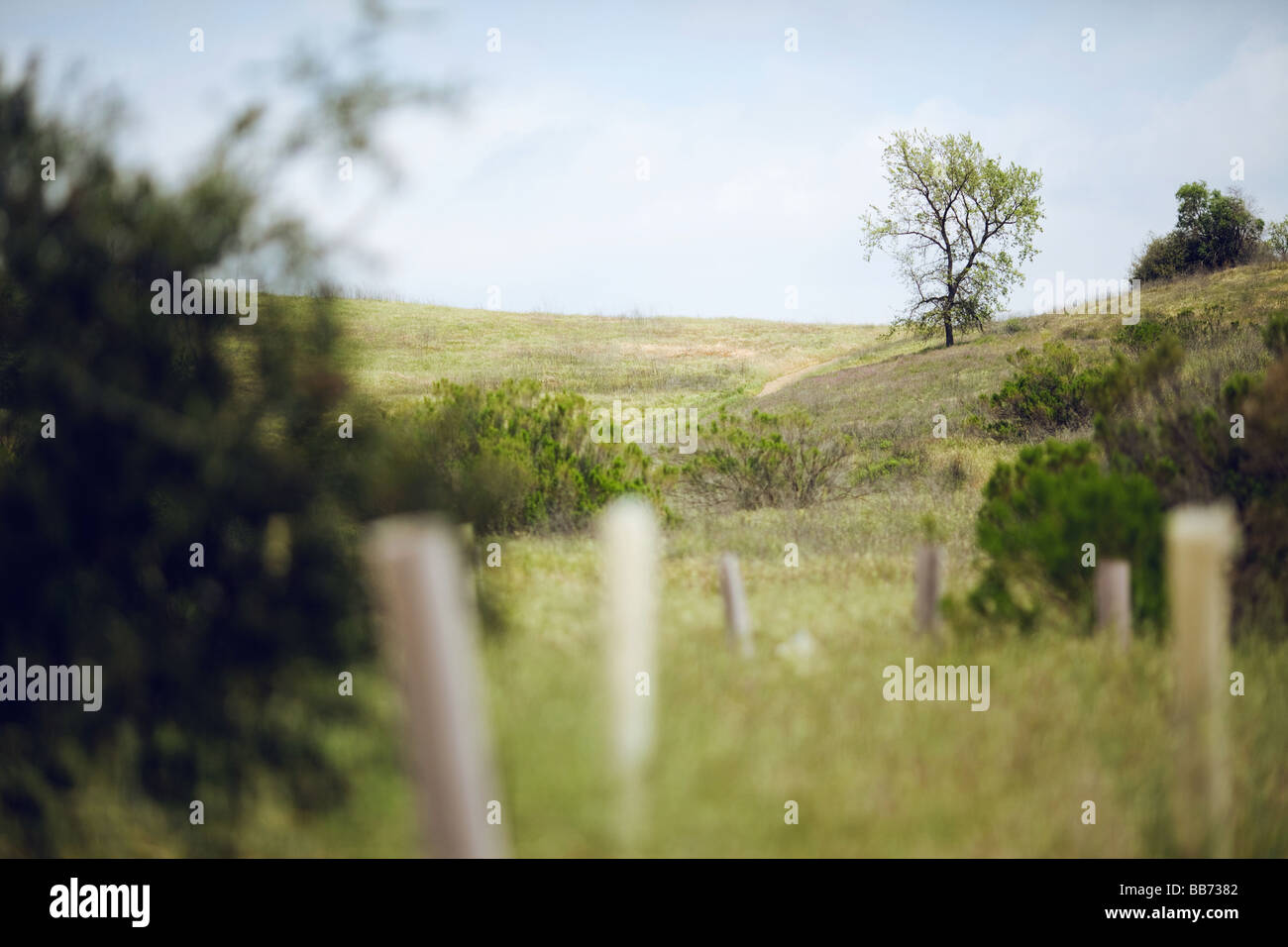 Tree Growth Malibu Creek State Park Calabasas Los Angeles LA Stock ...