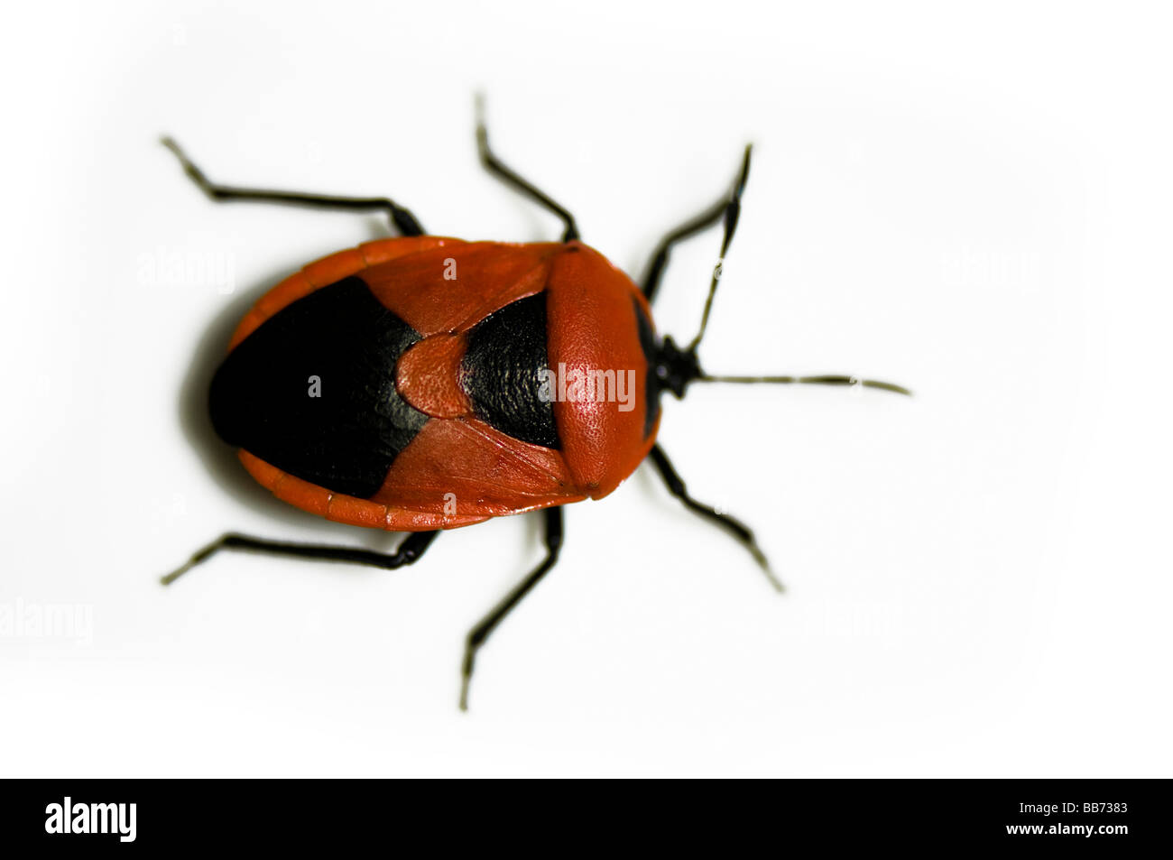 Fire bug hi-res stock photography and images - Alamy