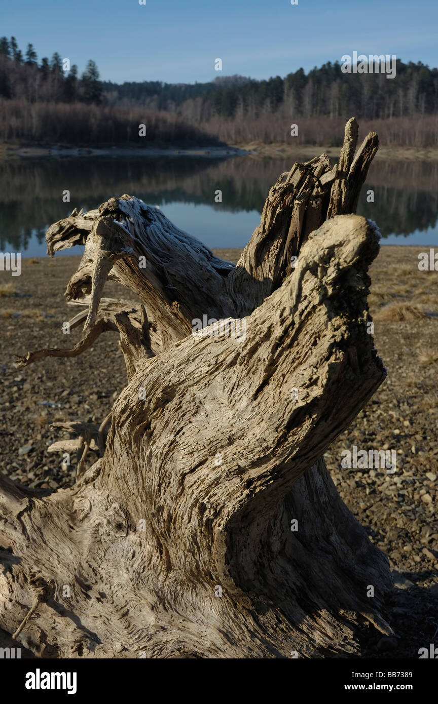 Tree stump lake hi-res stock photography and images - Alamy