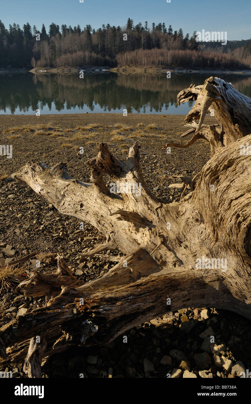 Dead Tree Logs High Resolution Stock Photography and Images - Alamy