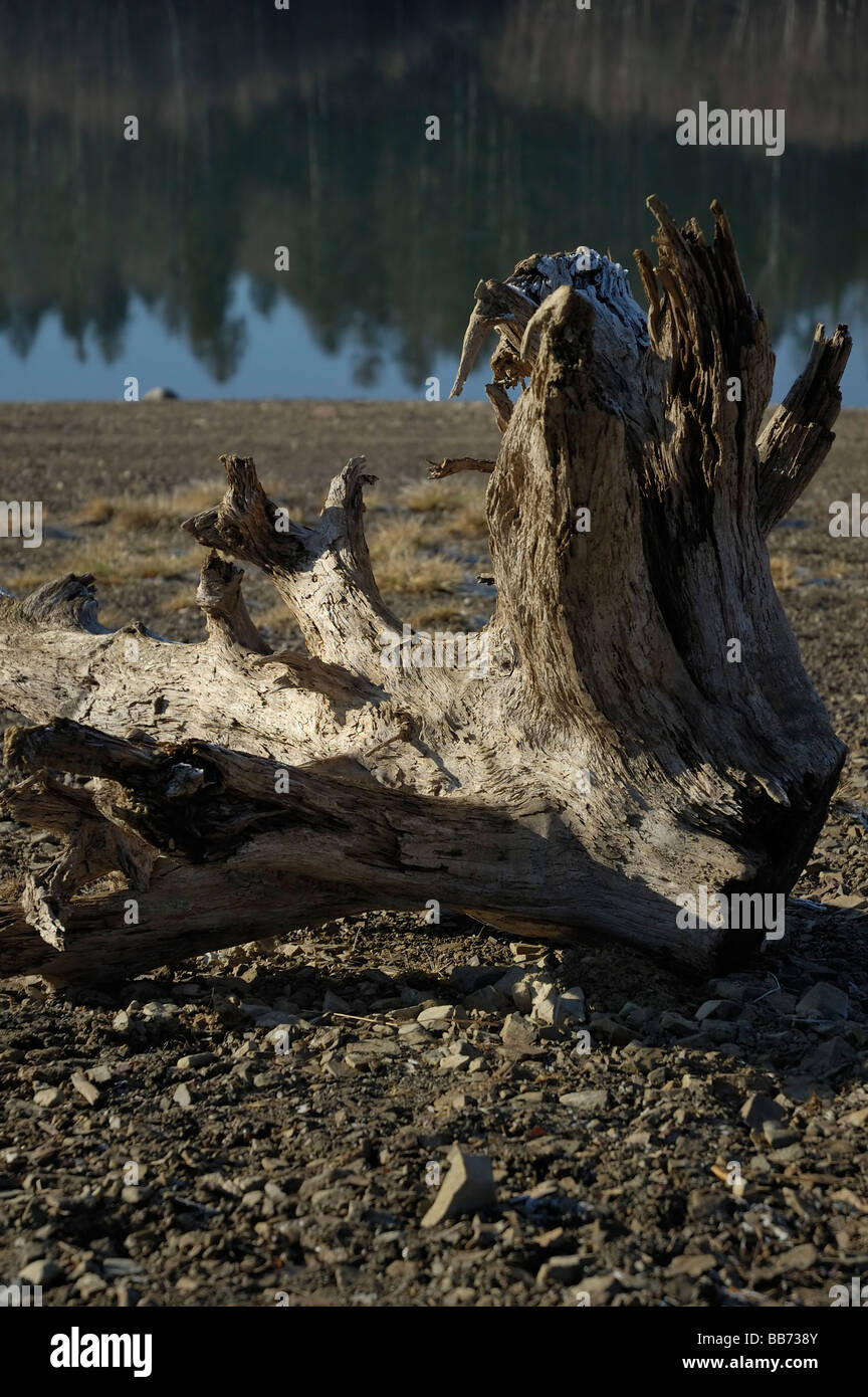 Tree Stump Lake Stock Photos & Tree Stump Lake Stock Images - Alamy