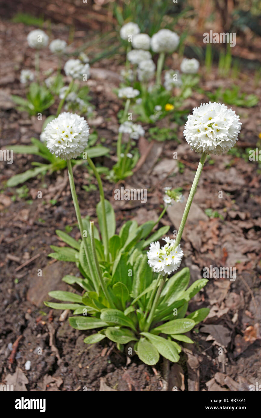 Primula denticulata alba hi-res stock photography and images - Alamy