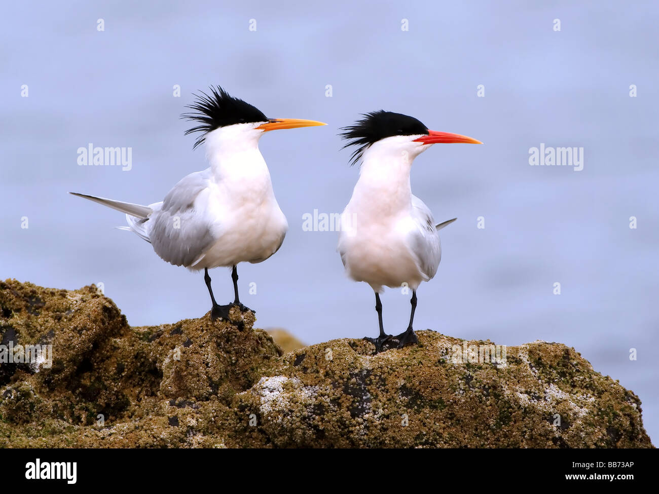 Two elegant terns hi-res stock photography and images - Alamy