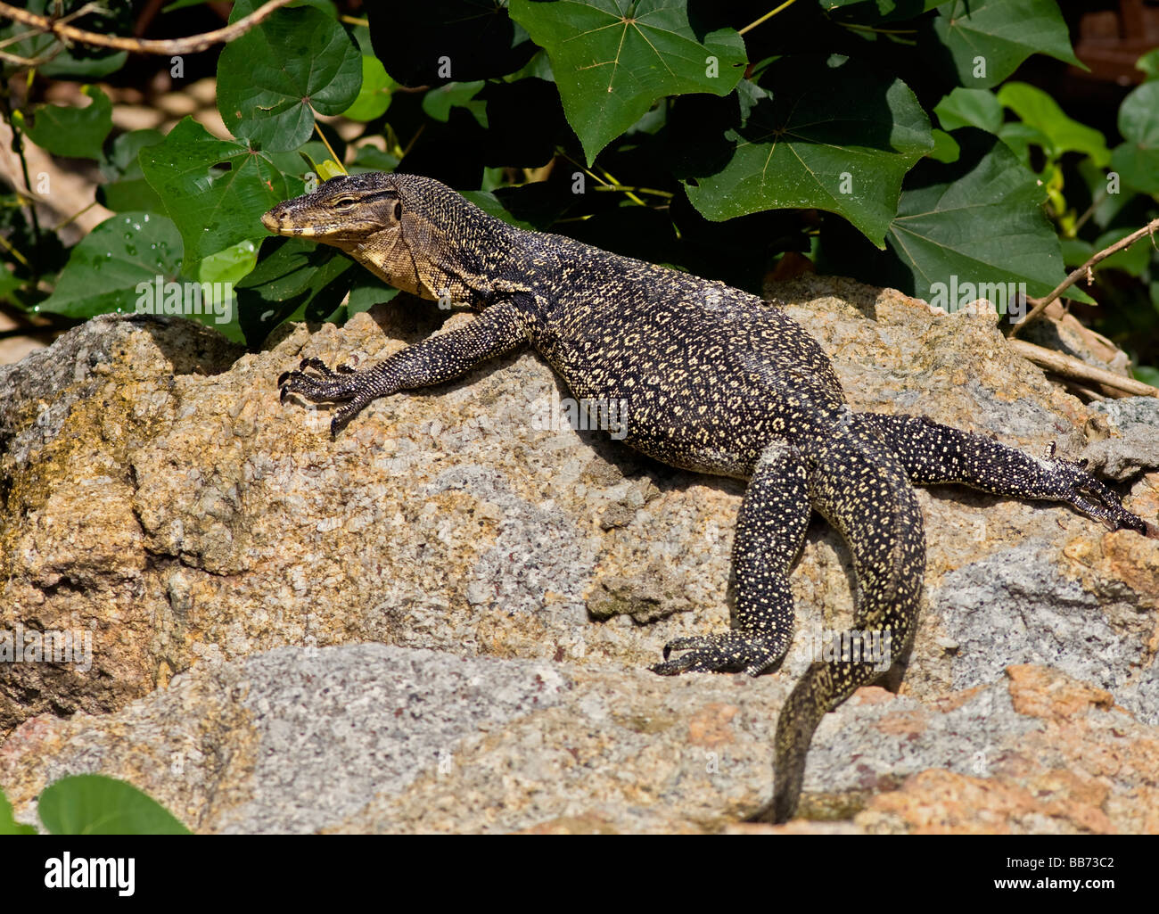 Monitor Lizard (Varanus niloticus) warming up in the sun on a rock ...
