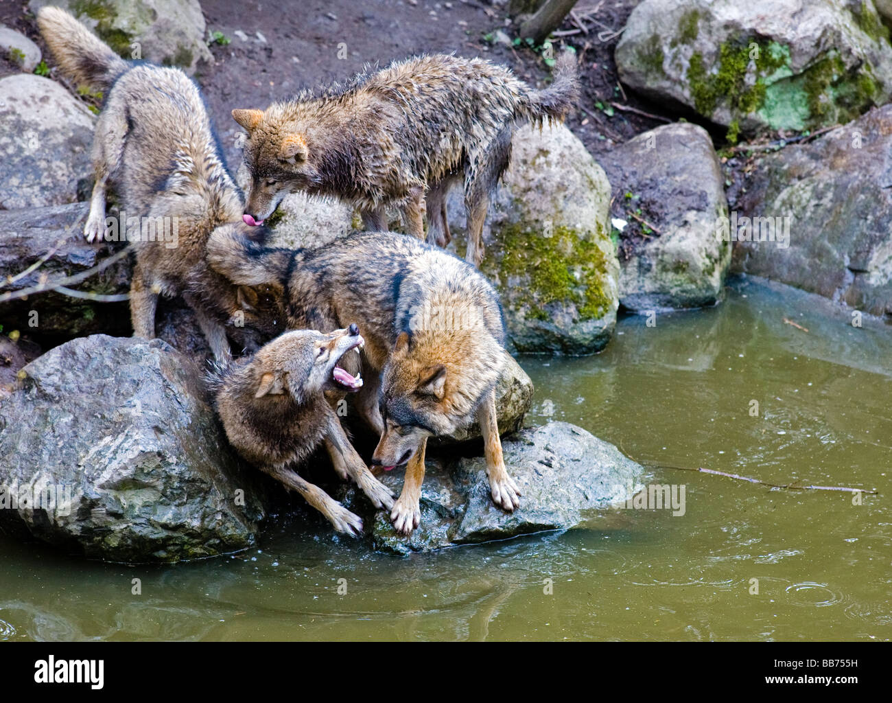 Gray Wolf (Canis Lupus Stock Photo - Alamy