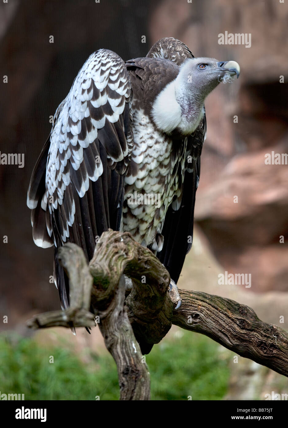 Ruppell's Vulture (gyps rueppellii), UK Stock Photo - Alamy