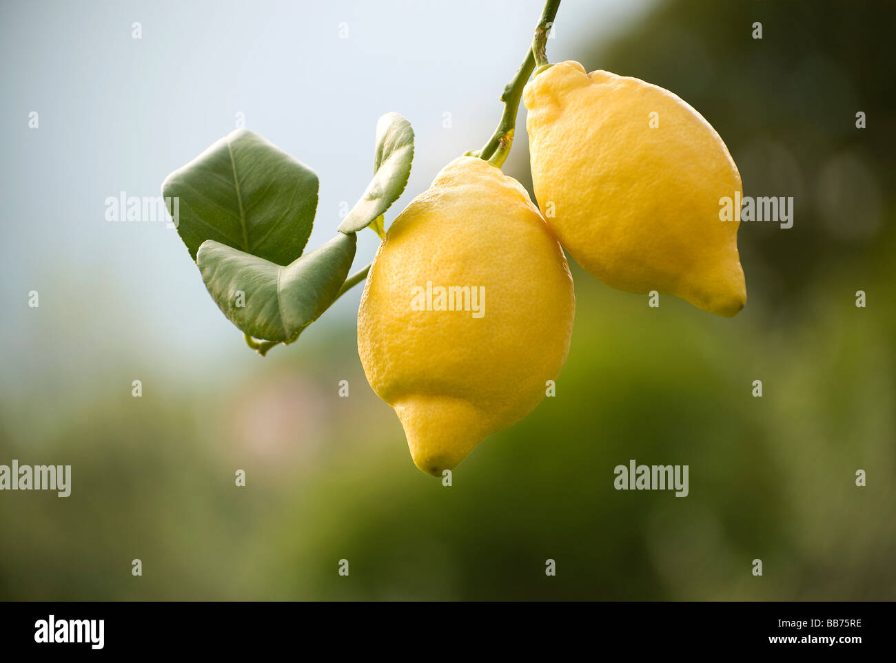 Fruit lemons lemon tree hi-res stock photography and images - Alamy