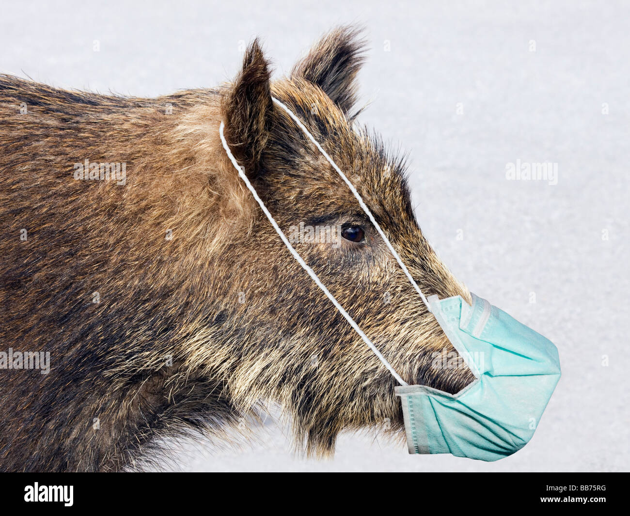 Sick pig hi-res stock photography and images - Alamy