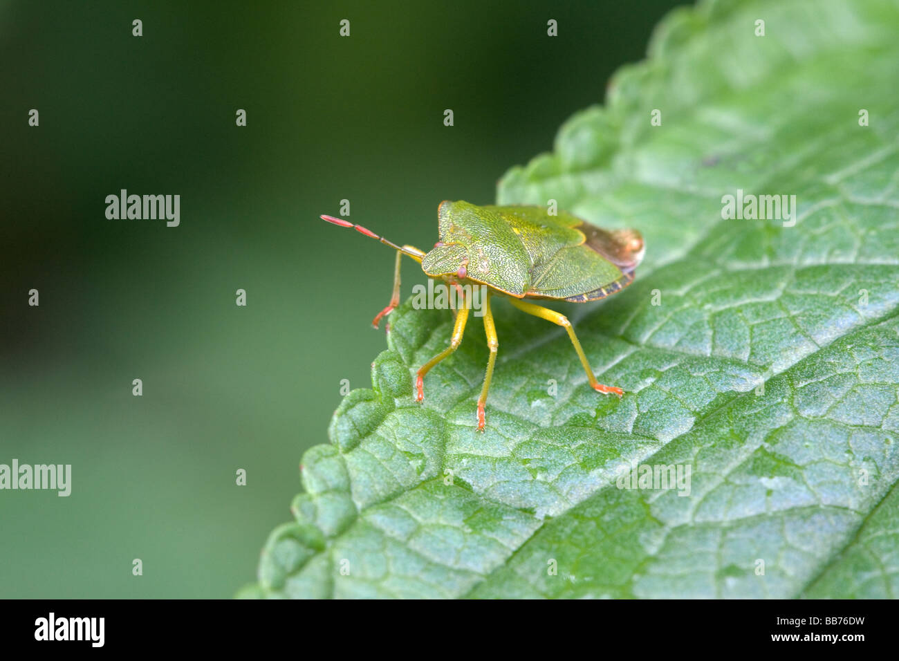 Common green shield bug hi-res stock photography and images - Alamy