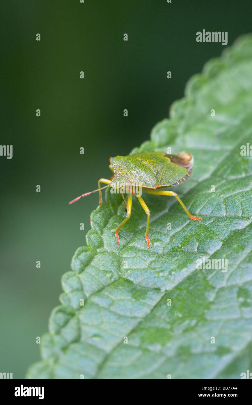 Common Green Shield Bug Palomena prasina adult at rest on a leaf Stock ...