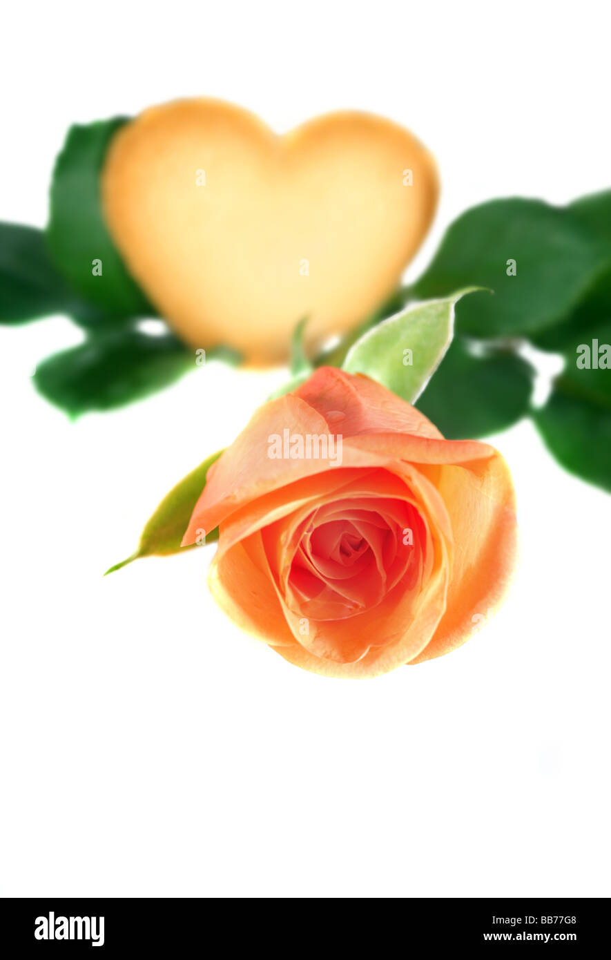 Pink Rose with heart isolated on white Stock Photo - Alamy