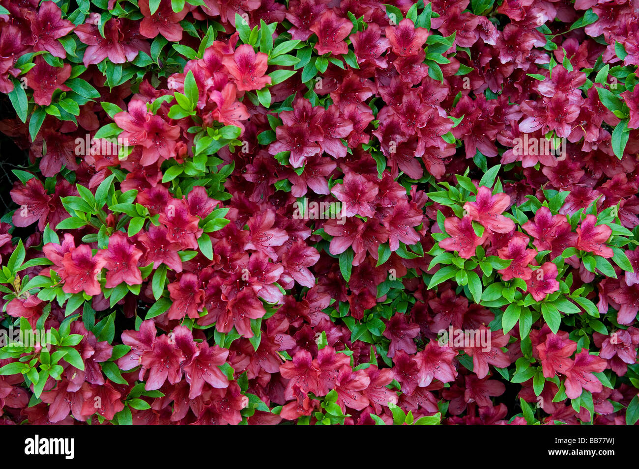 red azalea flowers Stock Photo - Alamy