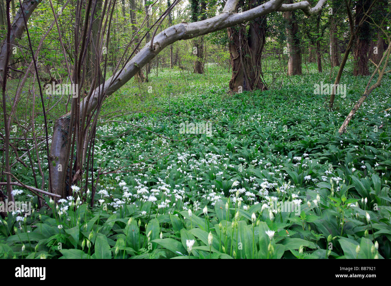 Ramsons, Allium ursinum, growing in a damp woodland habitat in Norfolk ...