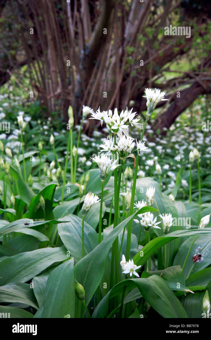 Ramsons, Allium ursinum, in a damp Norfolk, UK, woodland habitat ...