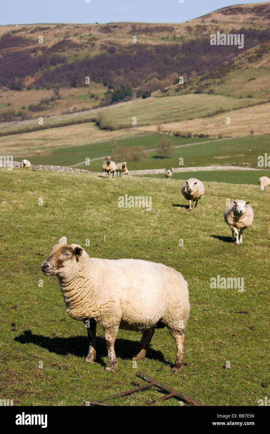 Female Sheep in the Peak District National Park Stock Photo - Alamy