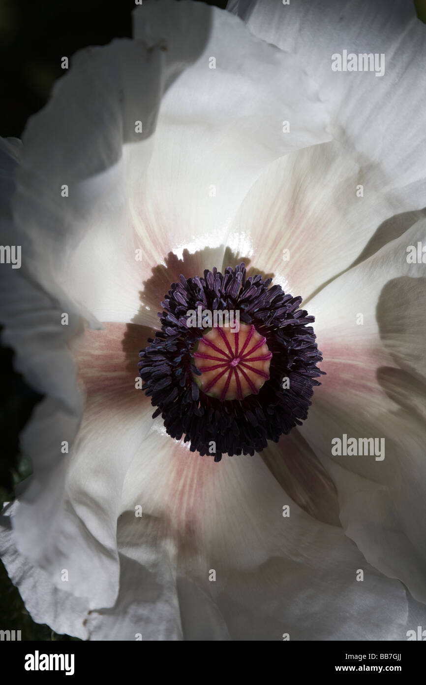 White oriental poppy papaver orientale hi-res stock photography and ...