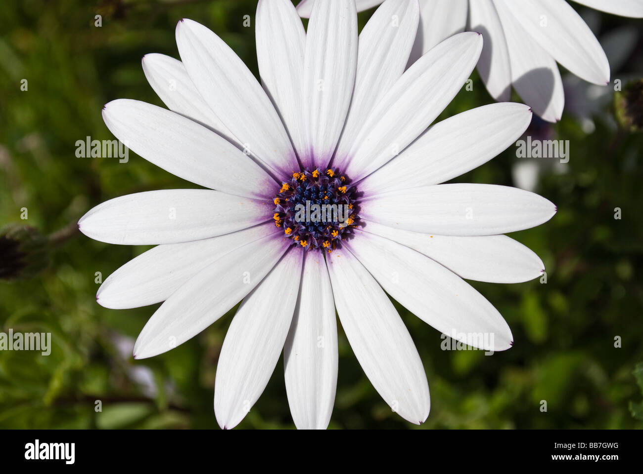 Star of the Veldt Stock Photo - Alamy